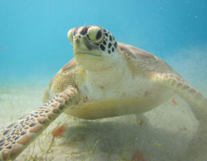 Snorkeling with Turtles – St. Thomas Sailing & Snorkeling Tours